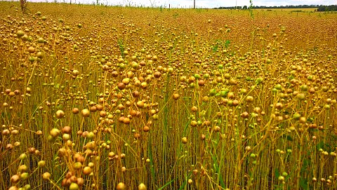 Flax: crop of the future | Articles | Ekosem-Agrar